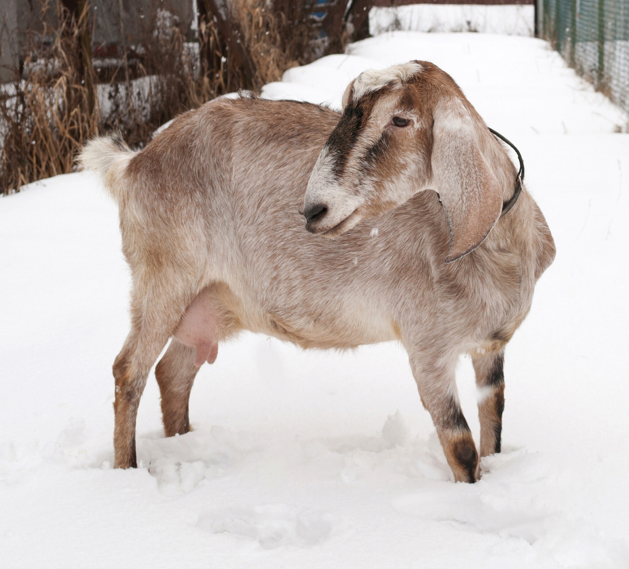 Deep Freeze! How to Keep Goats Warm in Cold Weather - Goat Journal